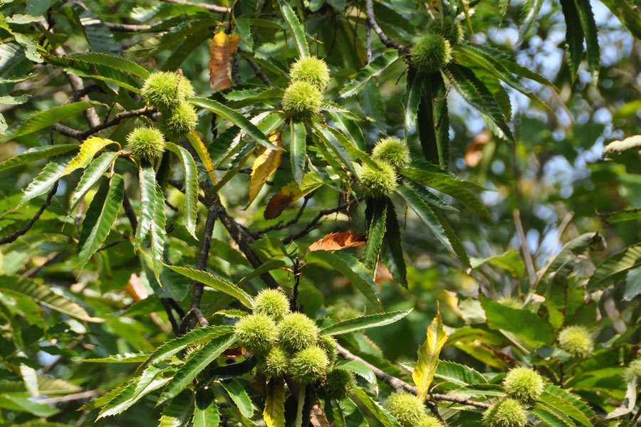 Conservatoire du Chataignier | Le site du Département de l'Aveyron
